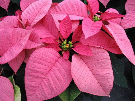 A Couple Pink Poinsettias Embracing The Close To Christmasness Of It