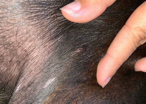 30 Pictures Of Dog Tumors And Cysts With Veterinarian Info