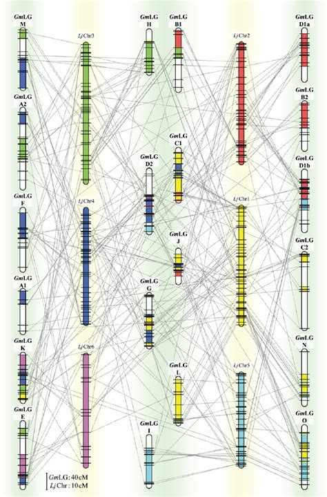 Genome Alignment Between Soybean And L Japonicus Twenty Soybean