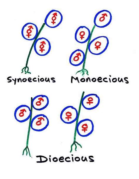 Monoecious Forestrypedia Parts Of A Flower Illustration Flowers