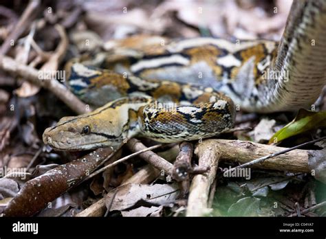 Reticulated Python Python Reticulatus Reticulatus Stock Photo Alamy