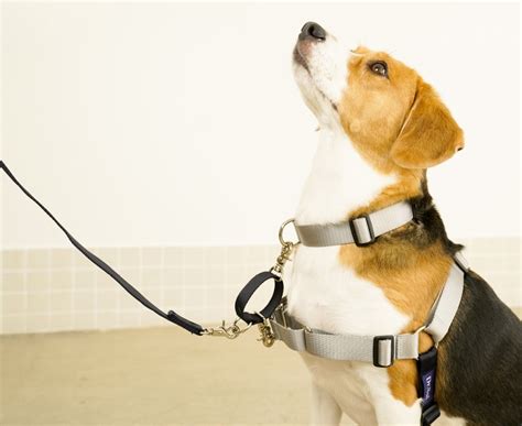 강아지 하네스 종류별 특징과 착용법 핏펫