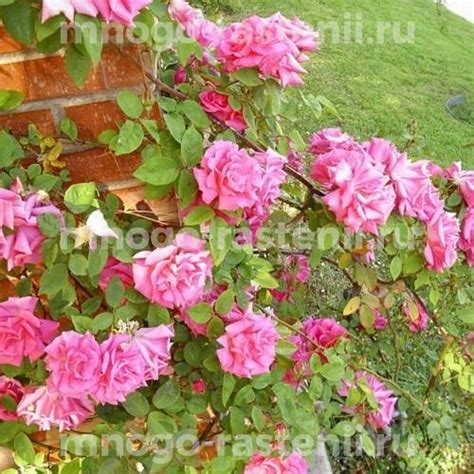 Саженцы Роза Зефирин Друэн (Rosa Zephirine Drouhin) купить по цене 2450 ...