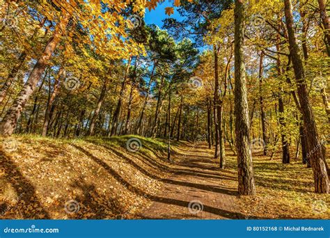 De Herfstbos Met Kleurrijke Bomen Dalende Bladeren Op Een Zonnige Dag