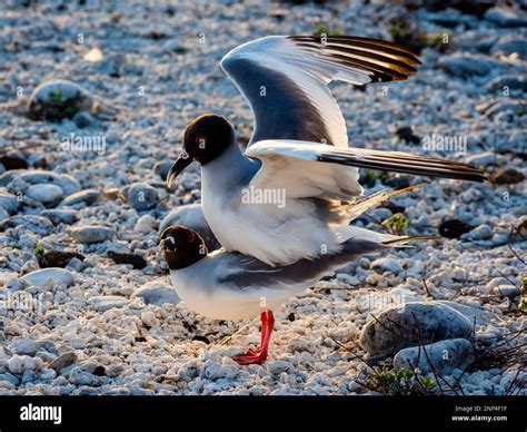 Swallow Tailed Gulls Mating On The Beach At Darwin S Cove Genovesa Island Galapagos Ecuador