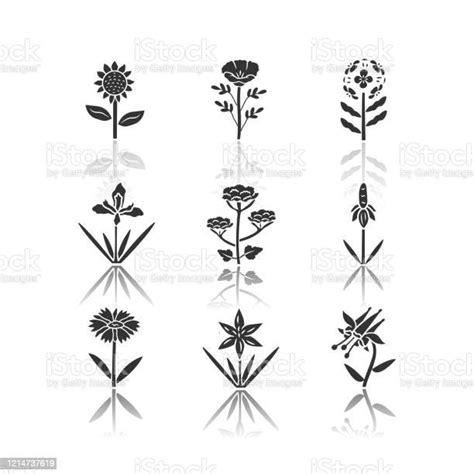 야생 꽃 드롭 그림자 검은 문말 아이콘 세트 헬리안투스 캘리포니아 양귀비 프란체스코 벽화 더글러스 아이리스 암소 파스닙 진홍색 컬럼바인 담요 꽃 격리된 벡터 일러스트레이션