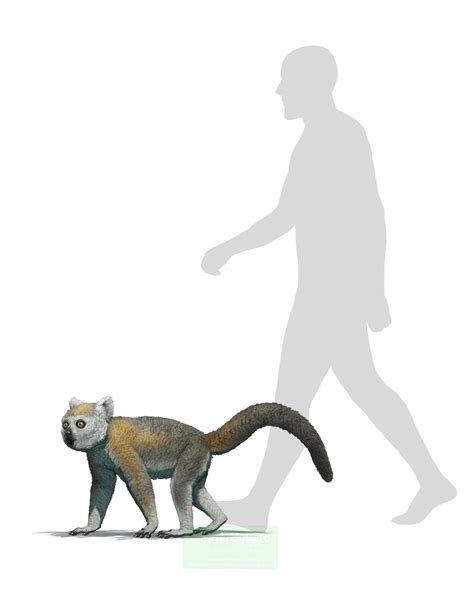 Some Extinct Large Lemurs By Gabriel Ugueto Rpleistocene