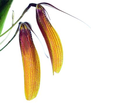 Restrepia Brachypus Width — Ecuagenera Orquídeas Del Ecuador