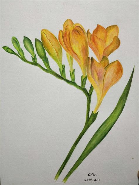 青柠小苍兰简笔画 小苍兰简笔画 青柠简笔画简单 大山谷图库