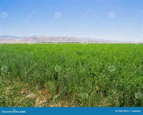 Landscape Of Green Field In California Usa Stock Image Image Of