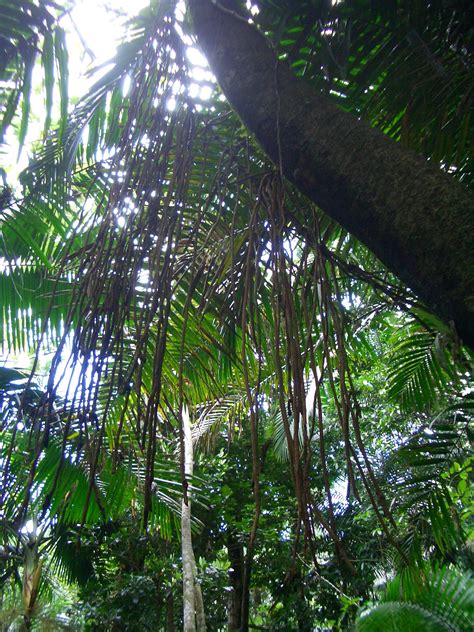 The Majestic El Yunque National Forest Observation Tower