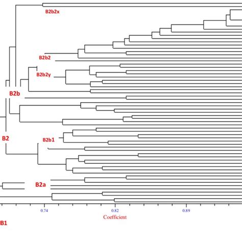 Dendrogram Of 63 Qpm Accessions Based On Similarity Matrix From 37 Ssr