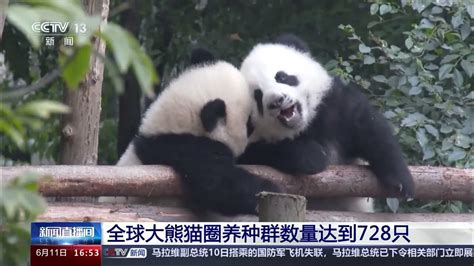 新闻直播间 全球大熊猫圈养种群数量达到728只新闻来了 News Daily Youtube