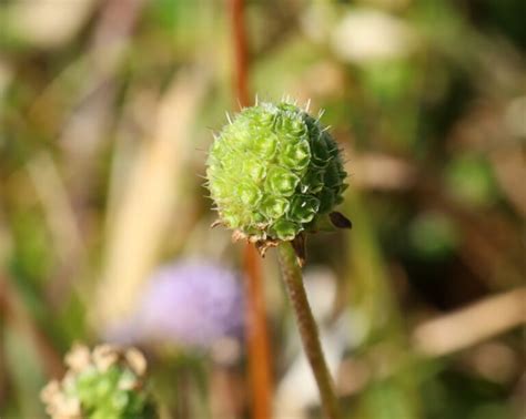 ソナレマツムシソウ 山川草木図譜 秋 11月 海岸の植物 スイカズラ科 磯馴松虫草
