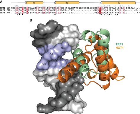 Comparison Of The Molecular Recognition Of Telomeric Dna By Hot1 And
