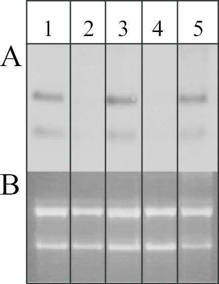 Differential Expression Of The Lsm Gene A The Transcript Levels Of Download Scientific