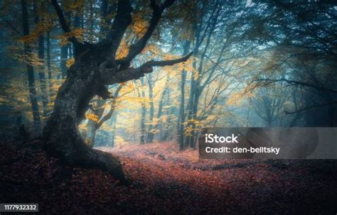 가을에 푸른 안개에 아름다운 신비한 숲 노란색과 빨간색 잎과 매혹적인 나무와 다채로운 풍경 꿈꾸는 안개 낀 숲의 경로가있는 풍경 10 월에 색상이 가을 다크 우드랜드 가을에