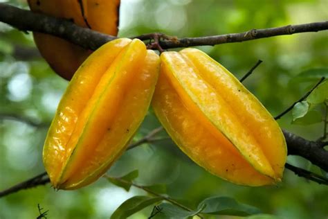 Carambola Averrhoa Carambola Fox Press