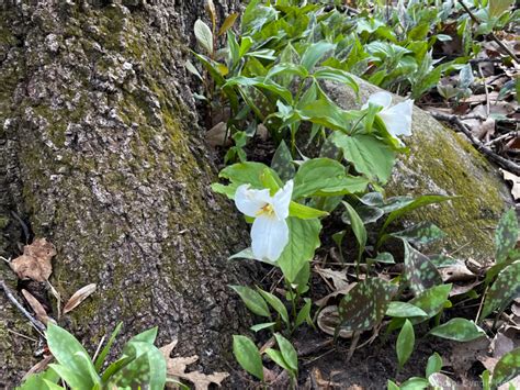 Passing Thoughts Relative Something