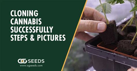 Cloning Cannabis Successfully Steps And Pictures
