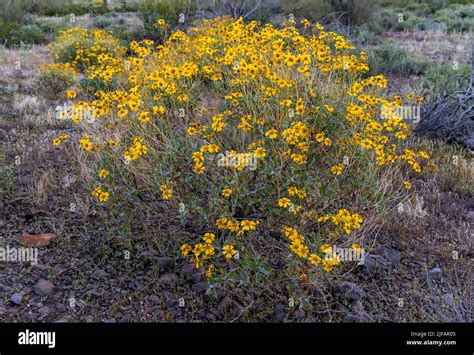 Is Brittle Bush Edible At Amanda Bowe Blog