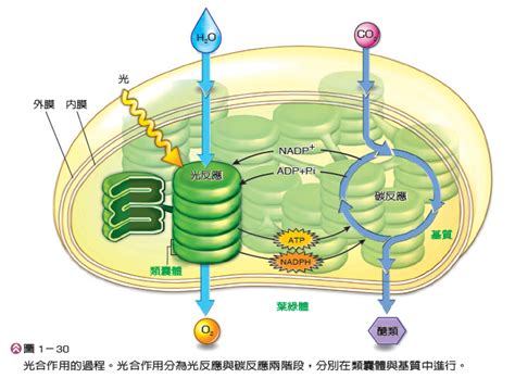 1 5 細胞的能量 傅胖中的小窩