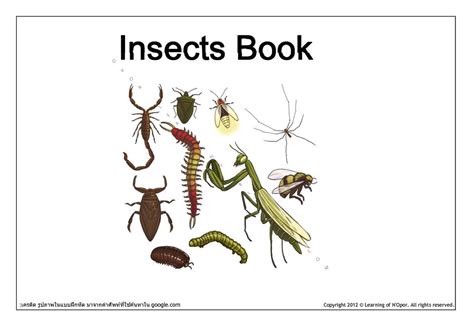 สมดภาพ แมลง