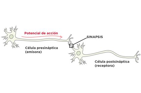 Cómo se comunican las neuronas sinapsis NeuroDoza