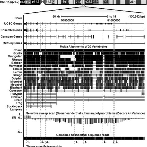 Exon Expression By Brain Region Consolidated And Then Expanded For
