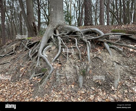 Tree With Roots Showing Above Ground In Forest Stock Photo Alamy