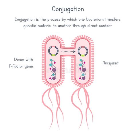 Horizontal Gene Transfer Conjugation Science Educational Graphic Stock Vector Illustration Of