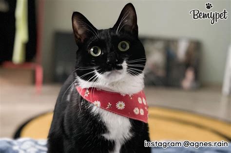 고양이 스카프 추천 10가지 특별한 날 사진 찍을 때 좋아요 비마이펫 라이프