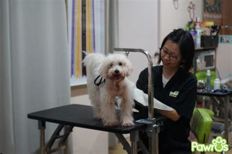 The Elite Positive Pet Groomer Graduation 2023 Pawrus® Group