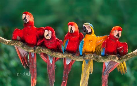 Computer Wallpaper Nature Birds Wallpapers Nature Winter Wallpaper
