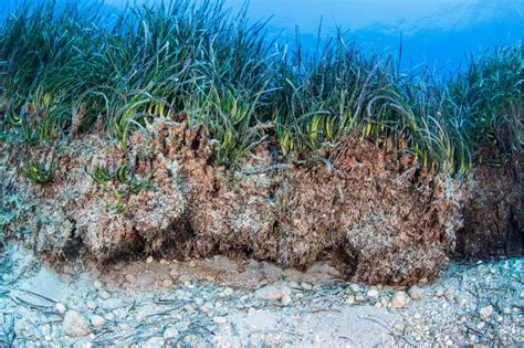 Why Saving The Worlds Seagrass Is Part Of The Most Important To Do