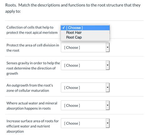 Solved Roots Match The Descriptions And Functions To The Chegg Com