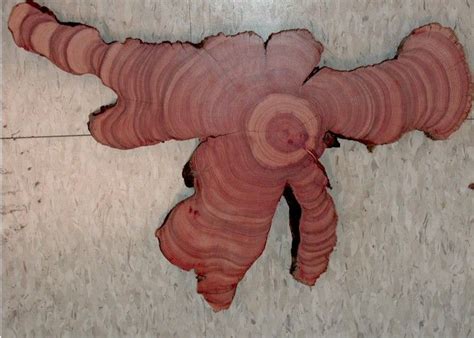 Wlcome To The Science Of Tree Rings For Babes Of All Ages Web Utk Edu Grissino