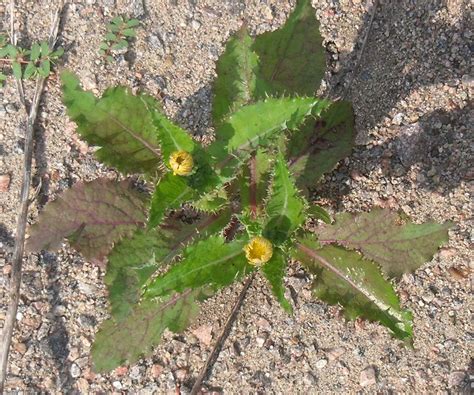 Sow Thistle Sonchus Spp Edible And Medicinal Uses Of The Rabbit Food Of Wild Plants Song Of