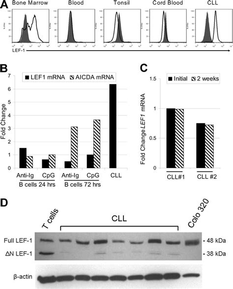 Lef 1 Protein Is Specifically Expressed By B Cell Precursors And Cll