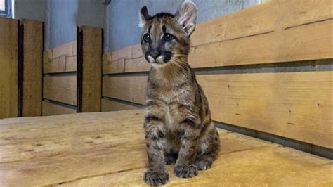 Man Brings An Exotic Kitten From Czech Republic As A Souvenirlater On