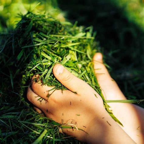 Can You Use Grass Clippings As Mulch Yes Ill Explain How
