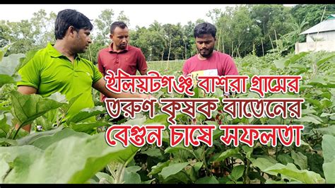 বেগুন চাষ Eggplant Cultivation বেগুন চাষের নিয়ম বেগুন গাছের চাষ পদ্ধতি Media Television