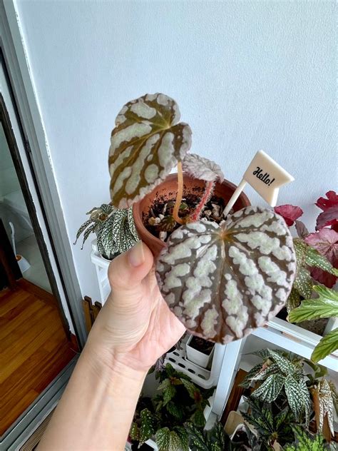 Begonia Chayo Furniture And Home Living Gardening Plants And Seeds On