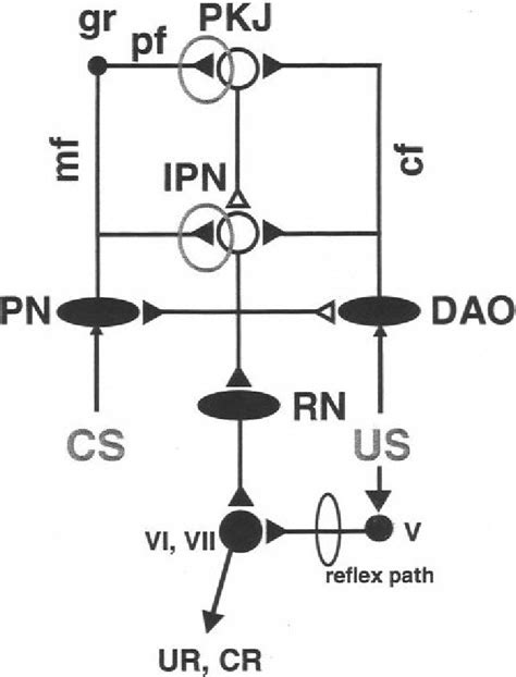 Simplified Schematic Of The Neural Circuitry Underlying Eyeblink Download Scientific Diagram