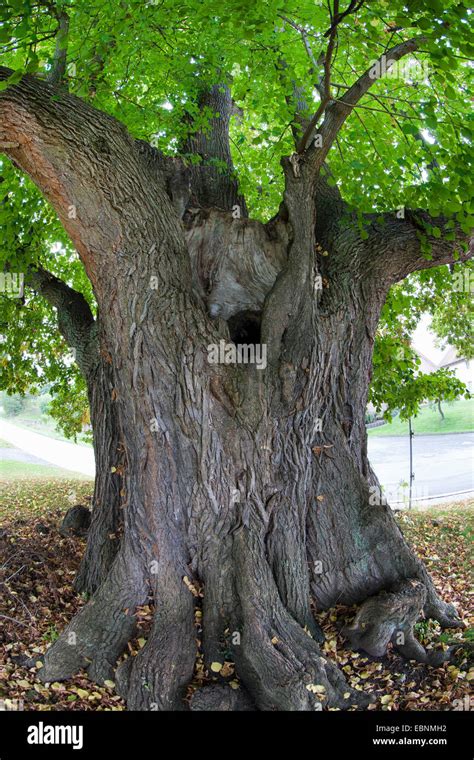 Basswood Tree For Firewood