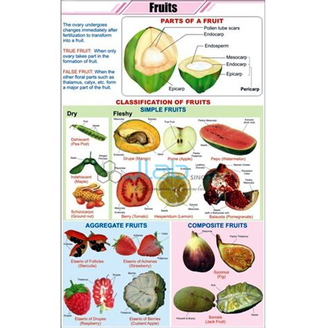Reproduction In Plants Chart India Reproduction In Plants Chart