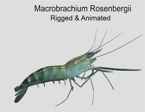 3d Model Macrobrachium Rosenbergii Realistic Animated Vr Ar Low Poly Cgtrader