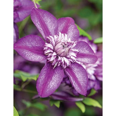 Clematis Cassis Summer Flowering Clematis