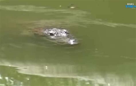 කුට්ටම් පොකුණේ කිඹුලෙක් Sinhala Dailytimes Lk