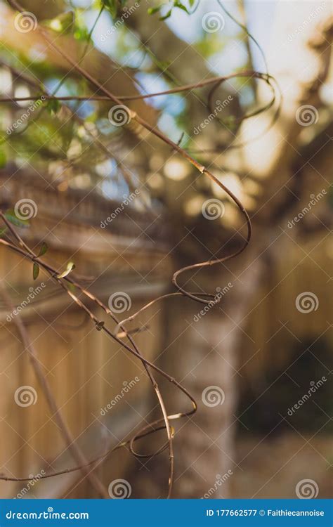 Close Up Of Climber Plant Vine Branches Creating Twists And Twirl And